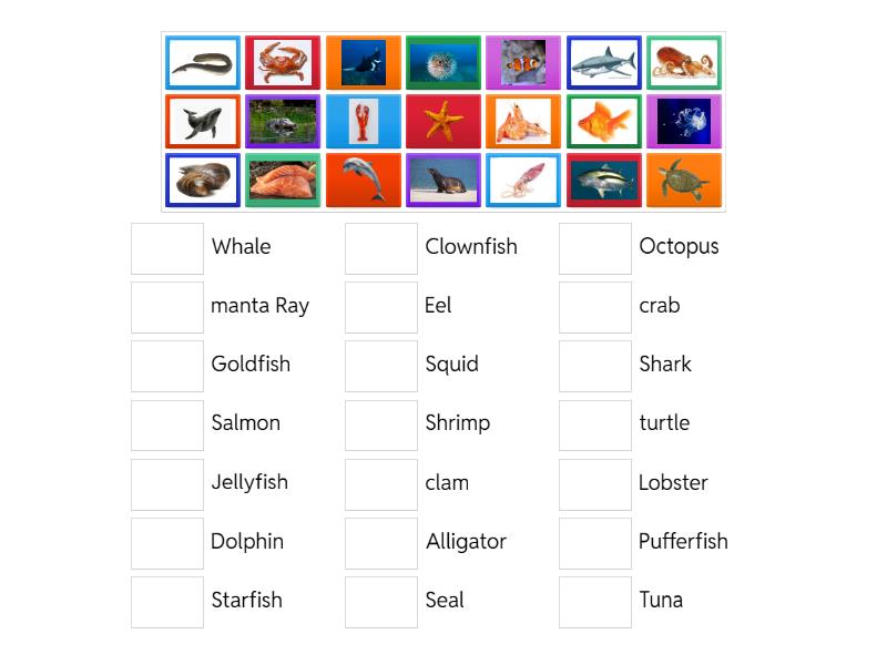 Fishy Fun Hunt!! - Match up