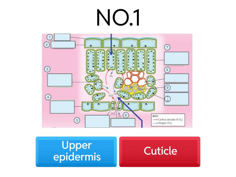 (Matching)-Pathway of gaseous exchange in leaves during photosynthesis - Quiz