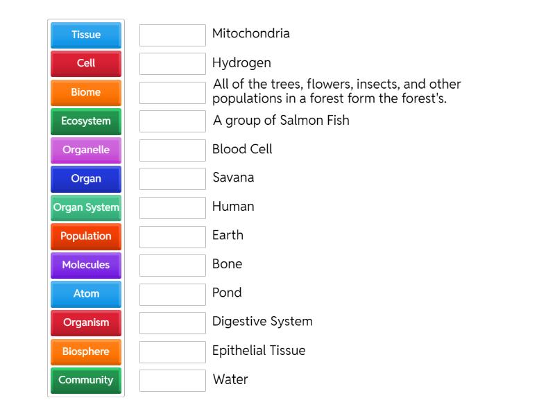 Levels of Biological Organization - Match up