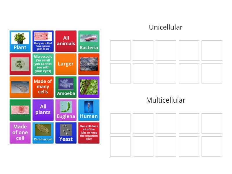Unicellular Vs. Multicellular - Group sort