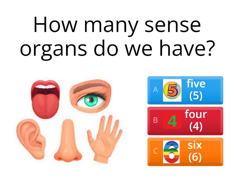 Sense organs - Quiz