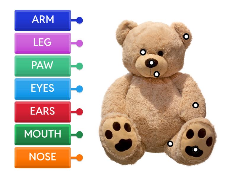 Teddy bear body parts - Labelled diagram