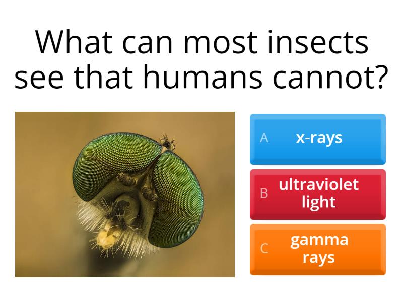 The First Science for Young Geniuses - Quiz