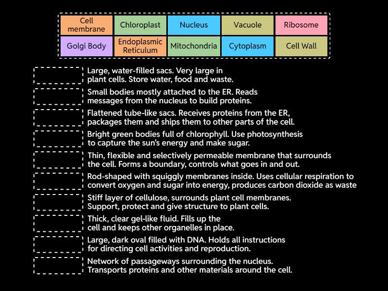 Cell Organelle Match ALL - Match up