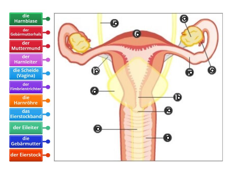 Weibliche Geschlechtsorgane - Labelled diagram