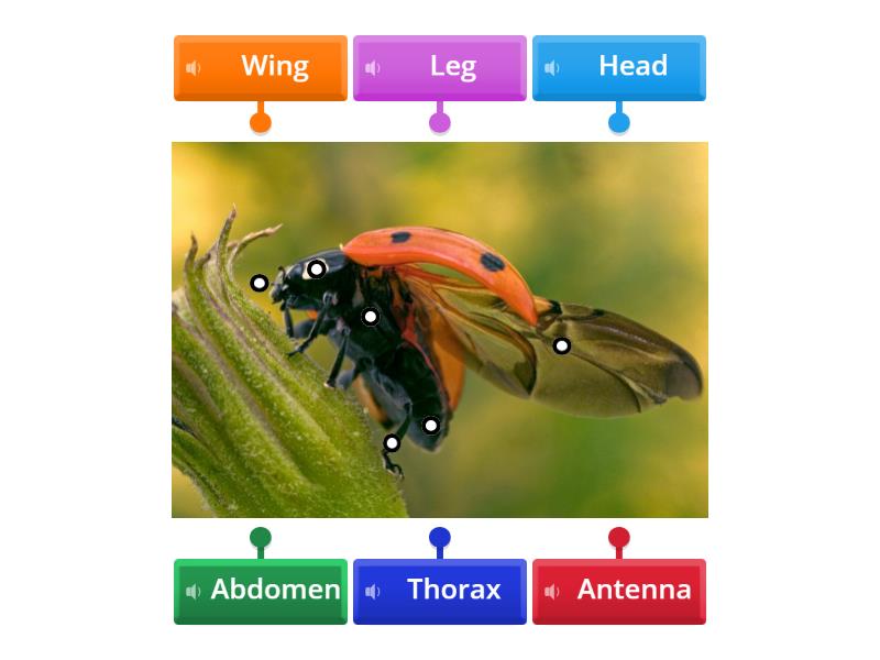 Body parts of ladybug - Labelled diagram