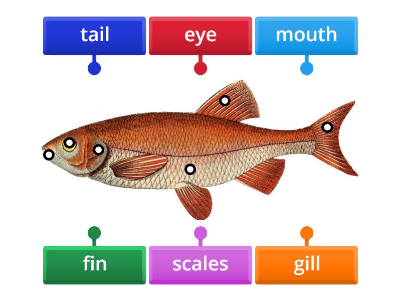 Label the fish - Labelled diagram