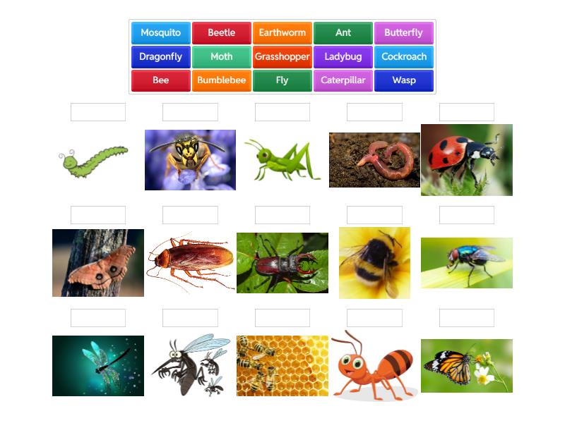 Insect Vocabulary Match - Match up