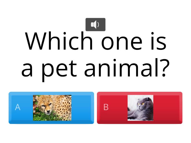 Pet or Wild? - Quiz