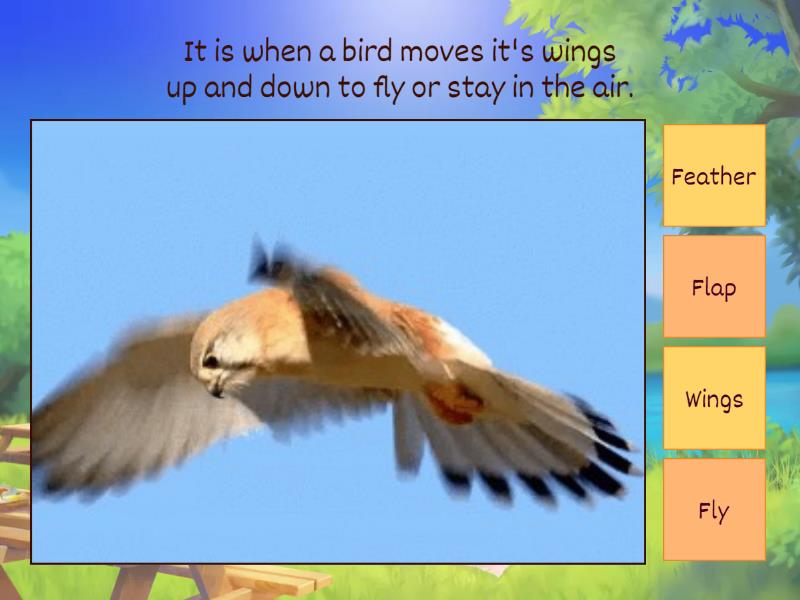 Little Flap Learns to fly - Quiz