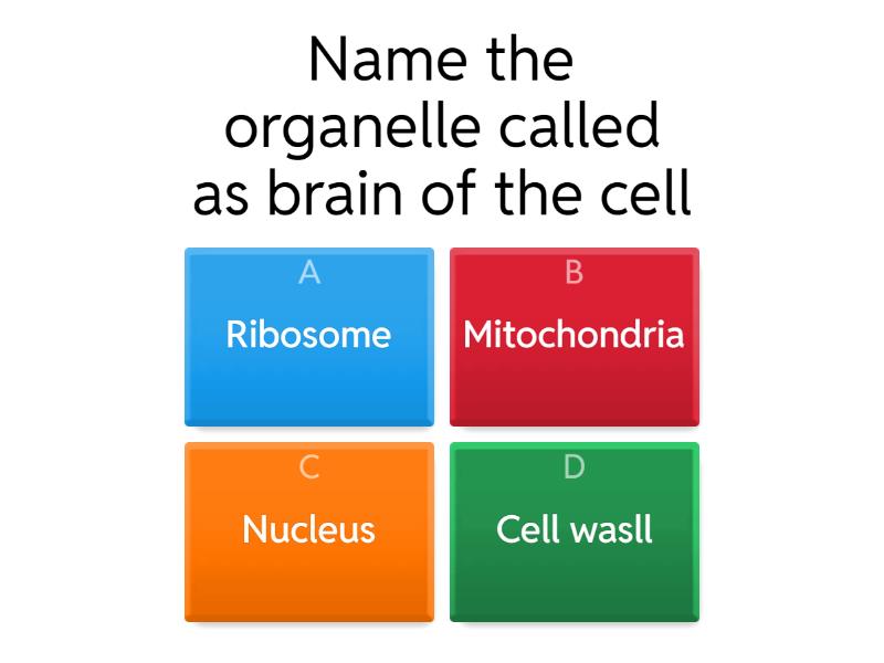 Cell organelles - Quiz
