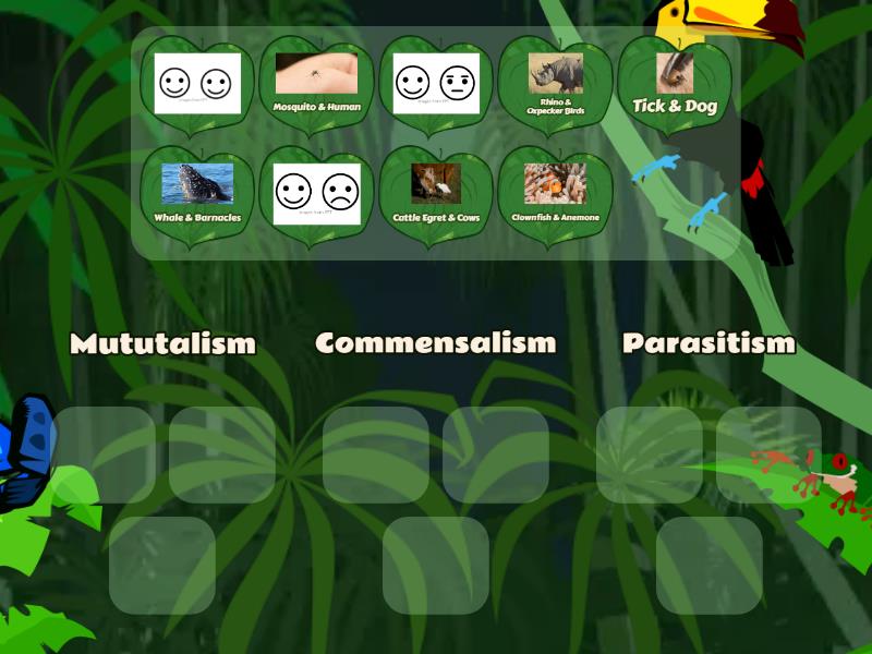 Symbiosis Types Sorting - Group sort