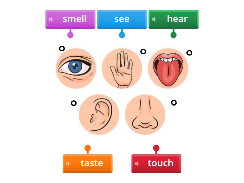 The 5 Senses - Labelled diagram