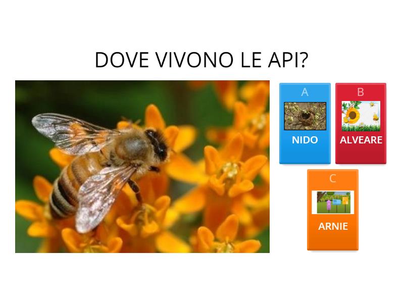 COSA HO IMPARATO SULLE API? - Quiz
