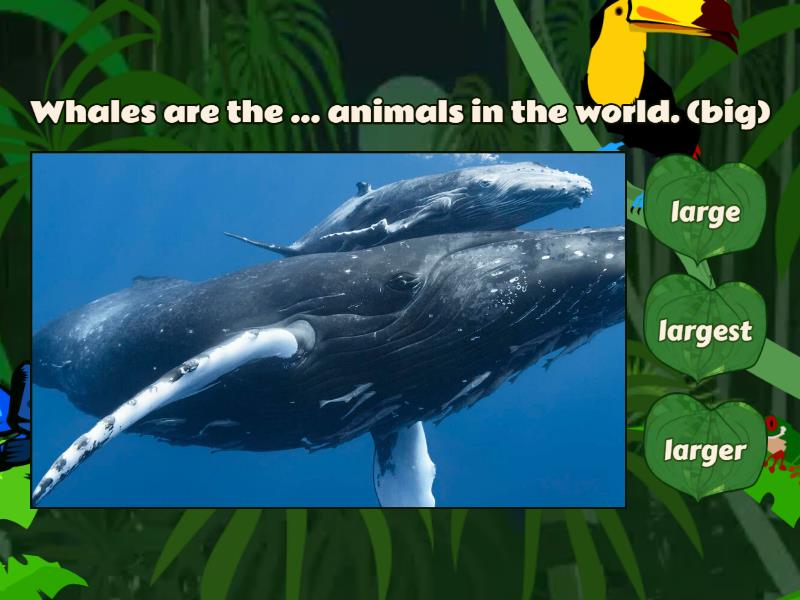 Movers : Superlatives Comparatives (Tests collection) - Quiz