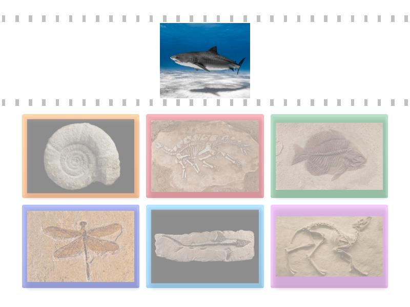 Fossils! - Find the match