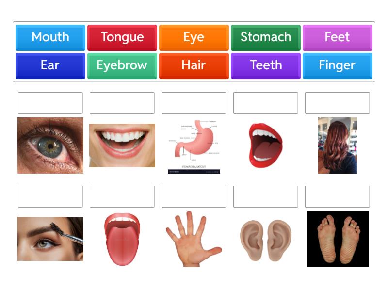 Identify Body Parts - Match up