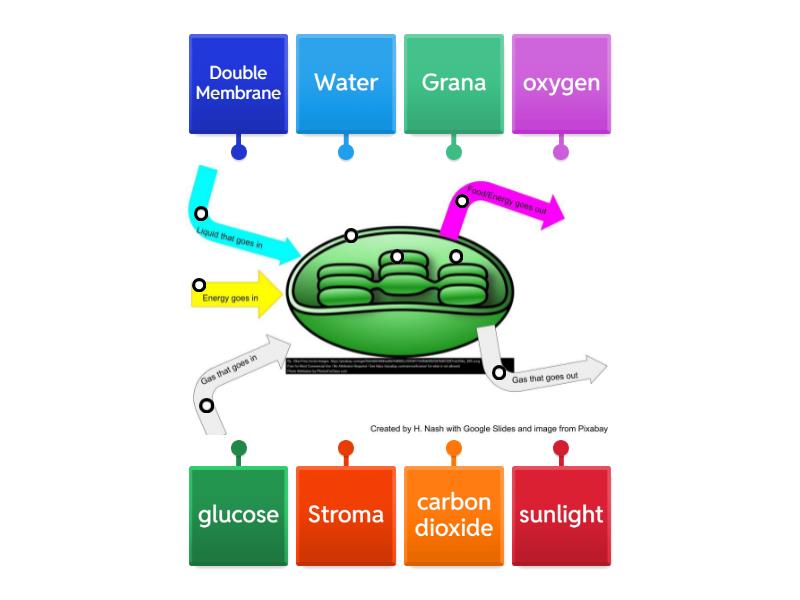 Simple Photosynthesis Review - Labelled diagram