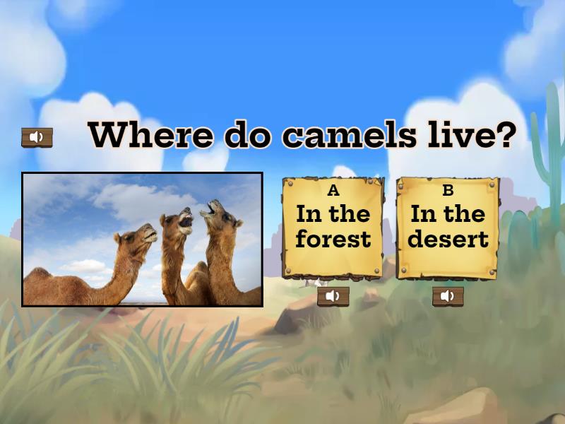 Camel - Quiz