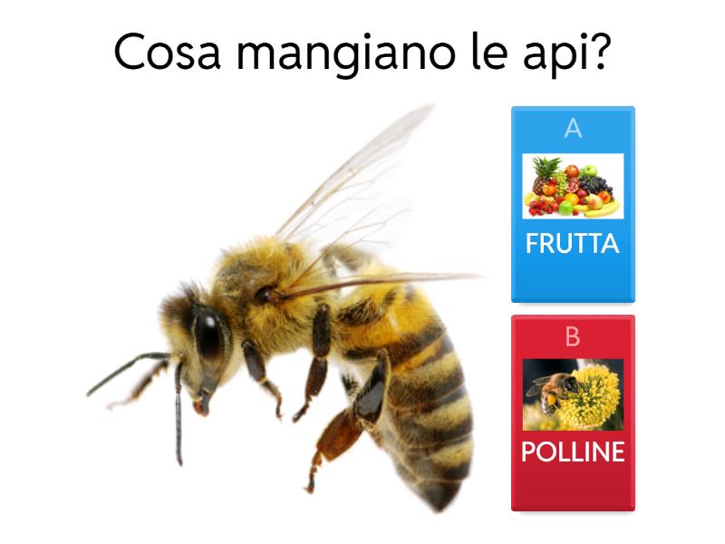 sulle api - Quiz