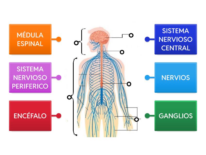 SISTEMA NERVIOSO CENTRAL Y PERIFERICO - Диаграмма с метками