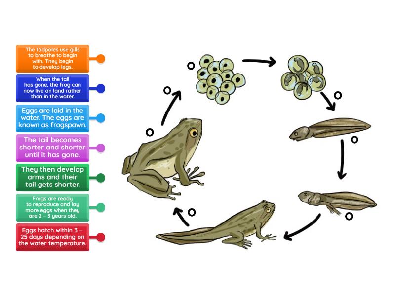 Frog life cycle - Labelled diagram