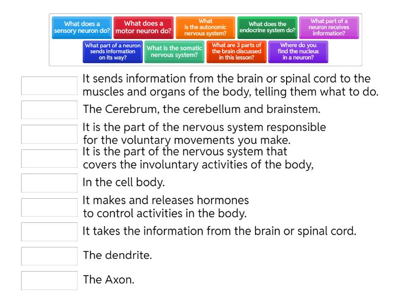 Science Lesson 9 The Nervous and Endocrine Systems - Match up