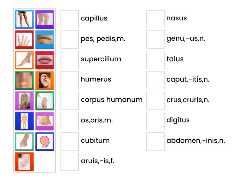corpus humanum - Match up