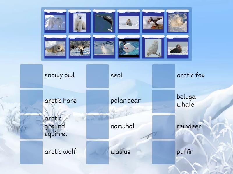 Arctic Animals - Match up