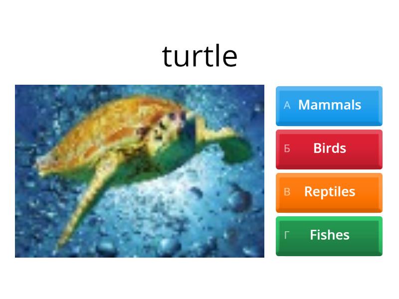 Quiz Mammals / Birds / Reptiles / Fish - Викторина