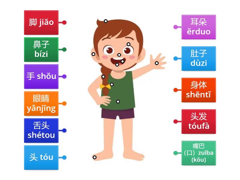 Body parts in Chinese - Labelled diagram