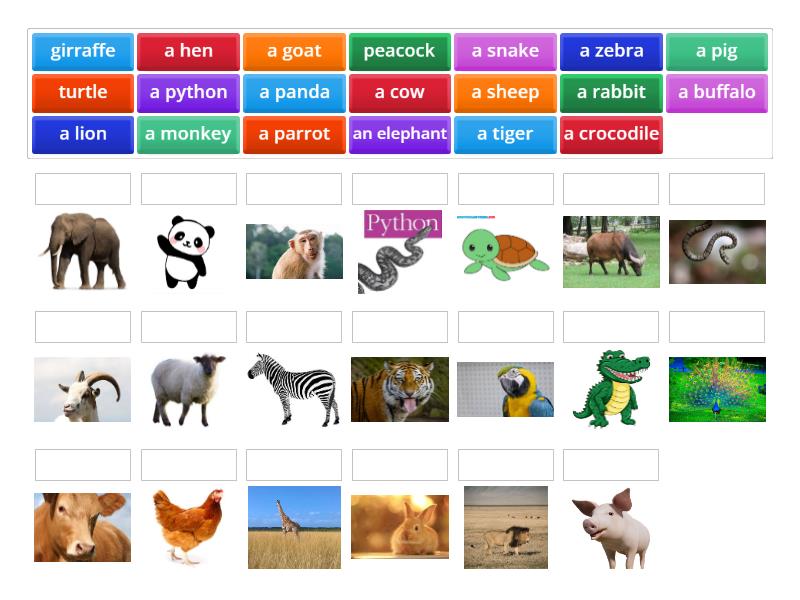 Matching : animals - Match up