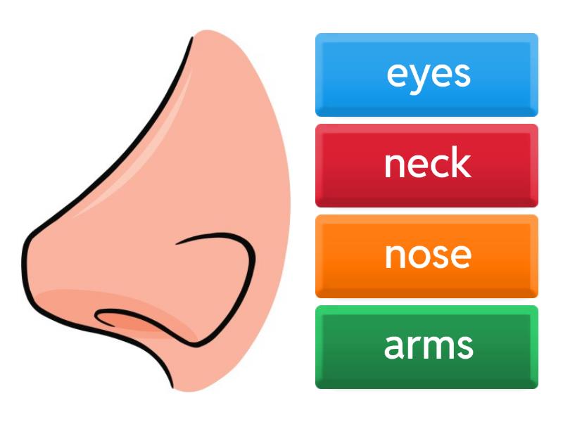 simple body parts - Quiz