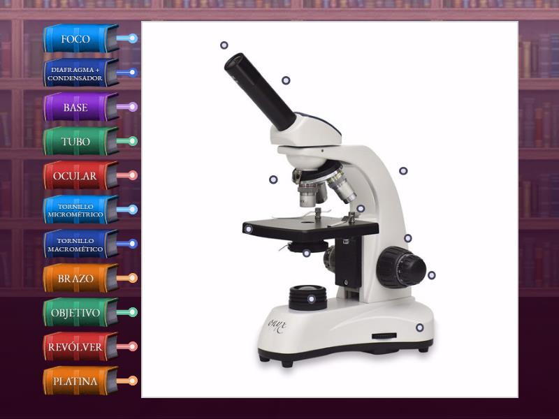 Partes del Microscopio - Diagrama con etiquetas