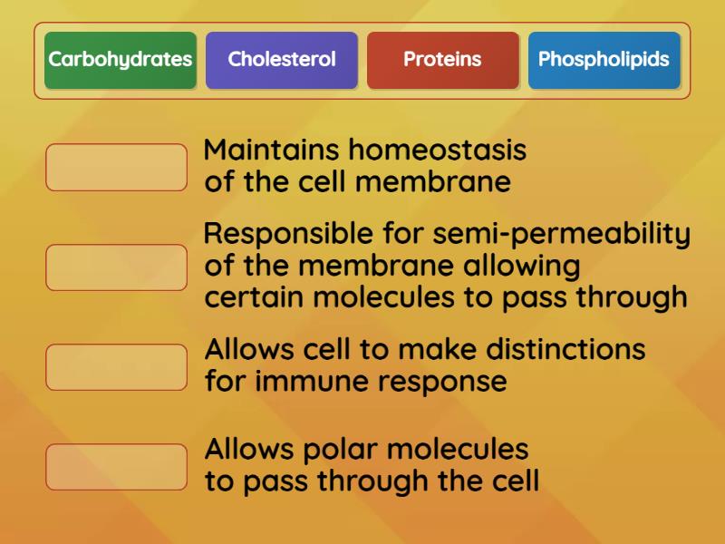 Cell Membrane Basic Structure - Match up