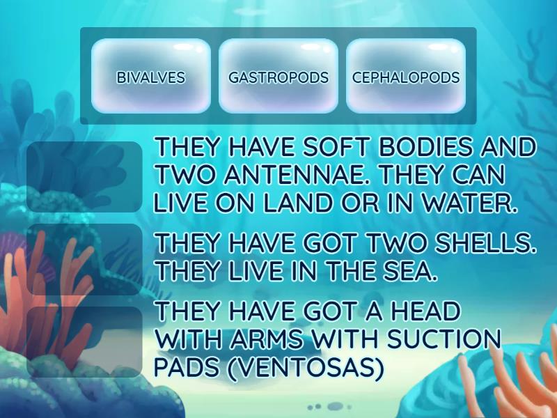 MOLLUSCS: BIVALVES GASTROPODS AND CEPHALOPODS - Match up