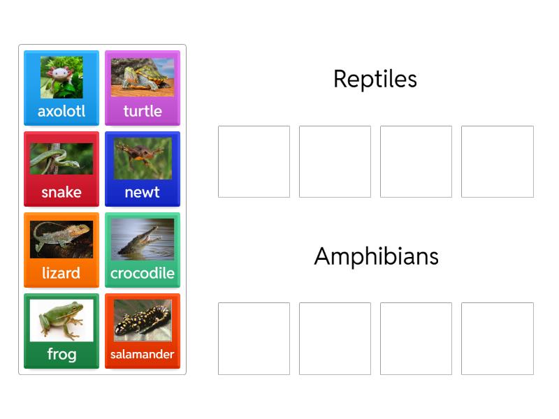 Reptiles vs. Amphibians - Group sort