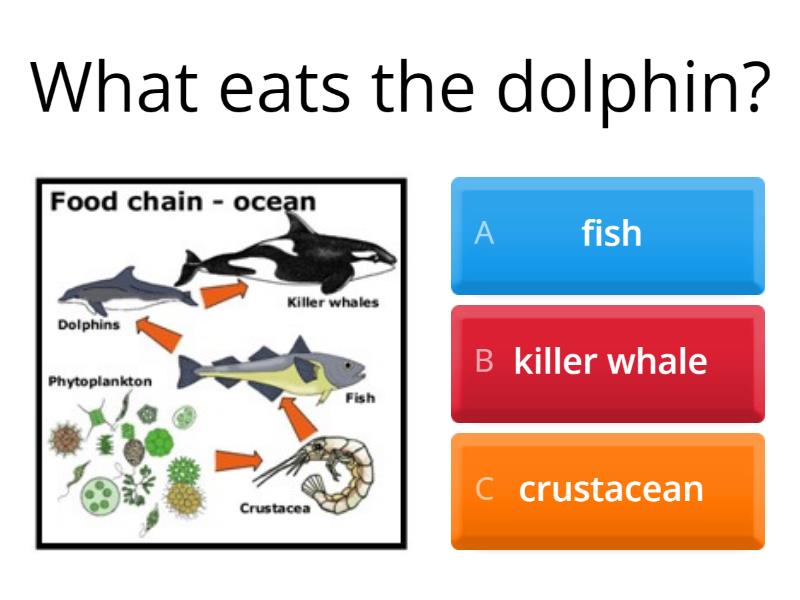 Ocean Food Chain - Quiz