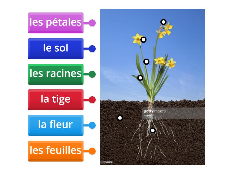 Nommer les parties de la plante! - Labelled diagram