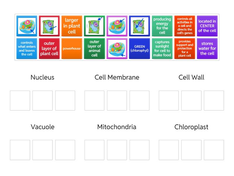 Cell Organelles Sort - Group sort