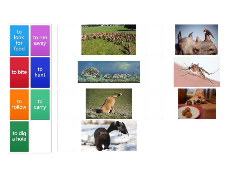 Animals working together - Match up