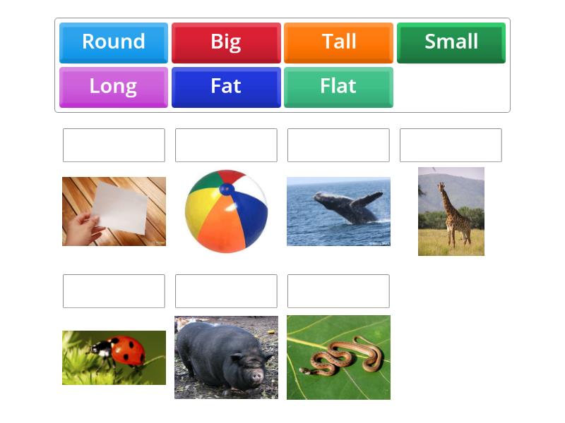 adjectives size and shape - Match up