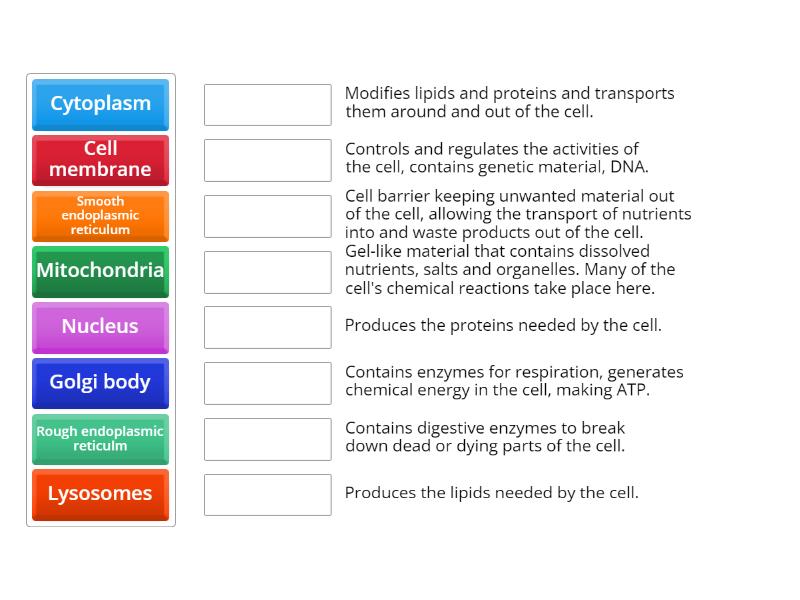 Cell organelles - Match up