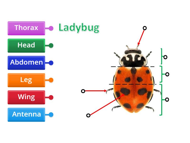 Ladybug - Labelled diagram