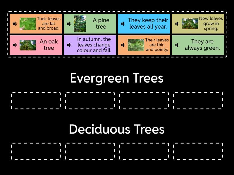 Evergreen and Deciduous trees - Group sort
