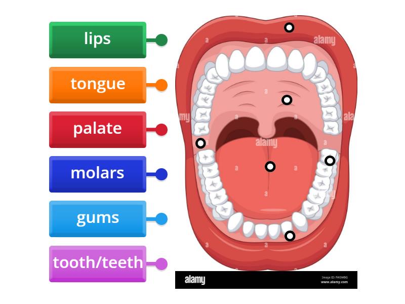 MOUTH - Labelled diagram