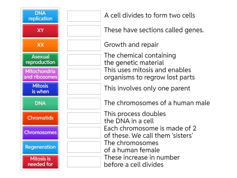 Cell cycle and mitosis key words - Match up