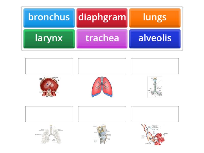 Respiratory system - Match up
