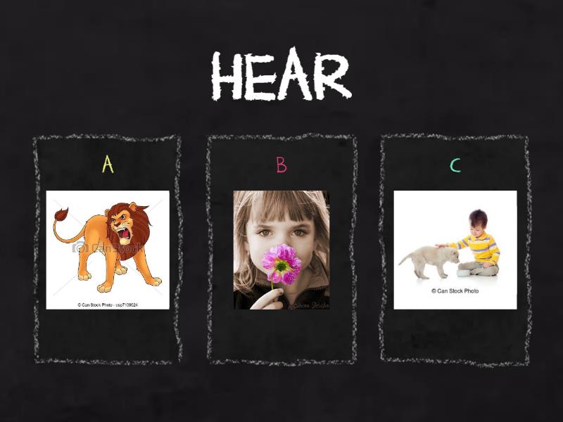 THE FIVE SENSES - Quiz