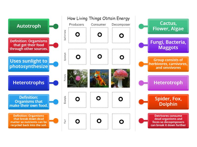 How Living Things Obtain Energy - Labelled diagram